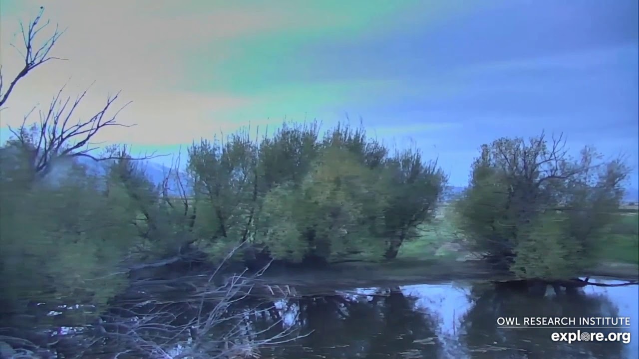 Great Horned Owl Cam Siren bird/animal? 13 May 2019 - YouTube