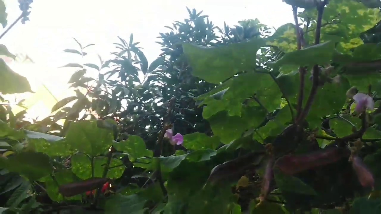 have you ever seen this in any garden,small beans creeper gives 750 gms ...