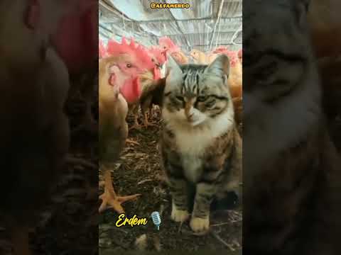 Kediler(Birazcık Sinirli)#1|Türkçe Dublaj