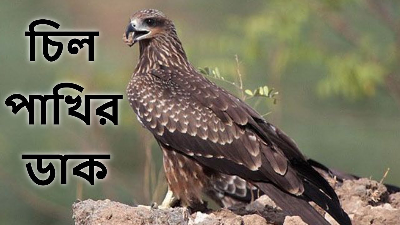 চিল পাখির ডাক | Black Kite Call | Black Kite Sound | चील पक्षी की आवाज ...