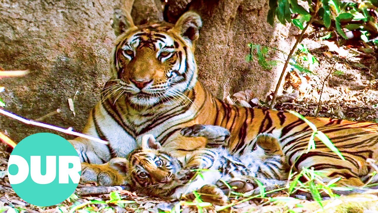 Sita's Legacy: A Bengal Tigress's Incredible Journey | Our World - YouTube