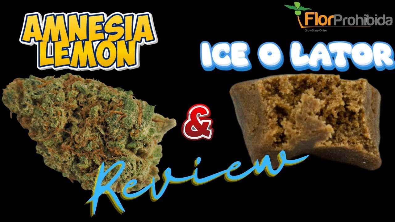 AMNESIA LEMON & ICE O LATOR de FLOR PROHIBIDA - Flor y Hash Cáñamo CBD ...
