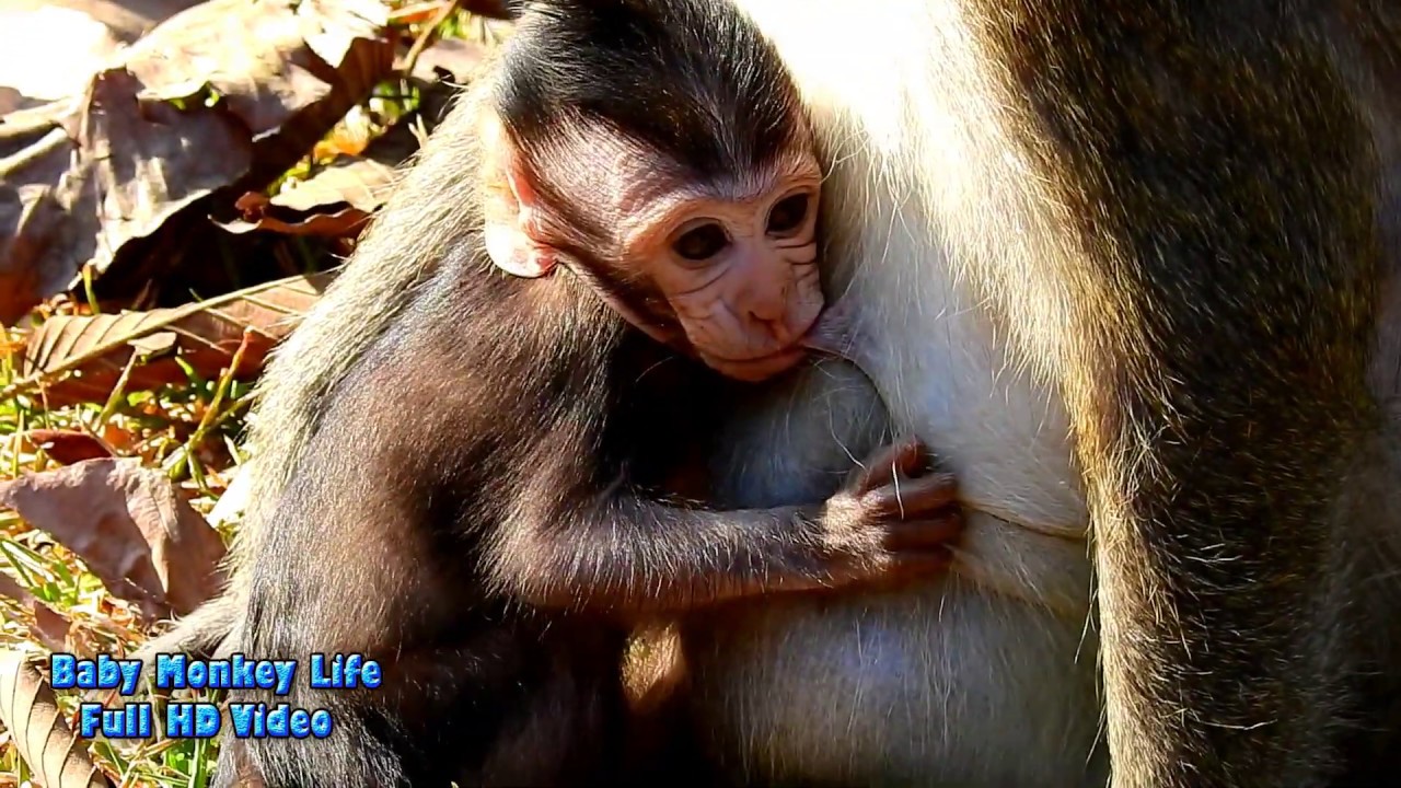 Baby monkey Jayden today hungry milk to much don't want to play with ...