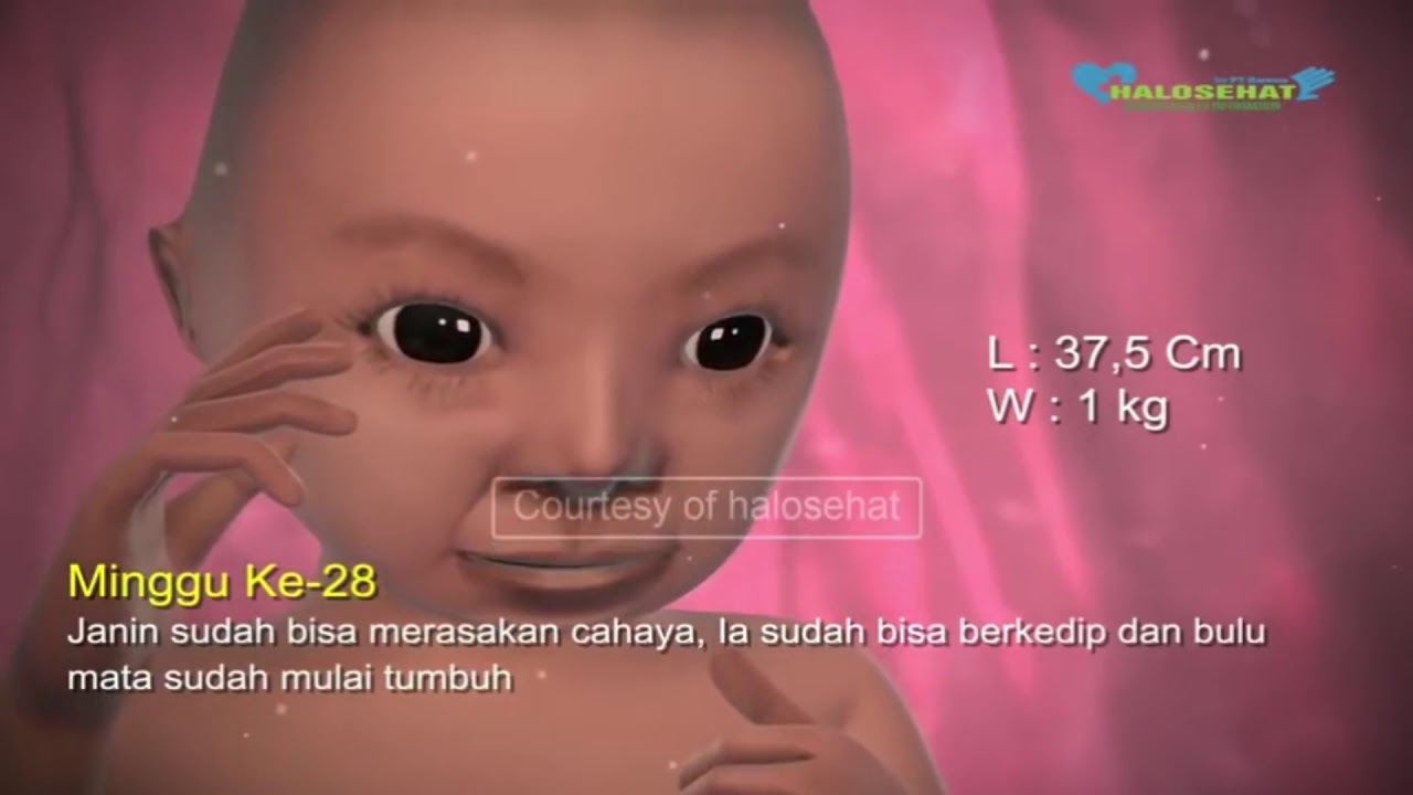 Perkembangan Masa Prenatal dan Kelahiran - YouTube