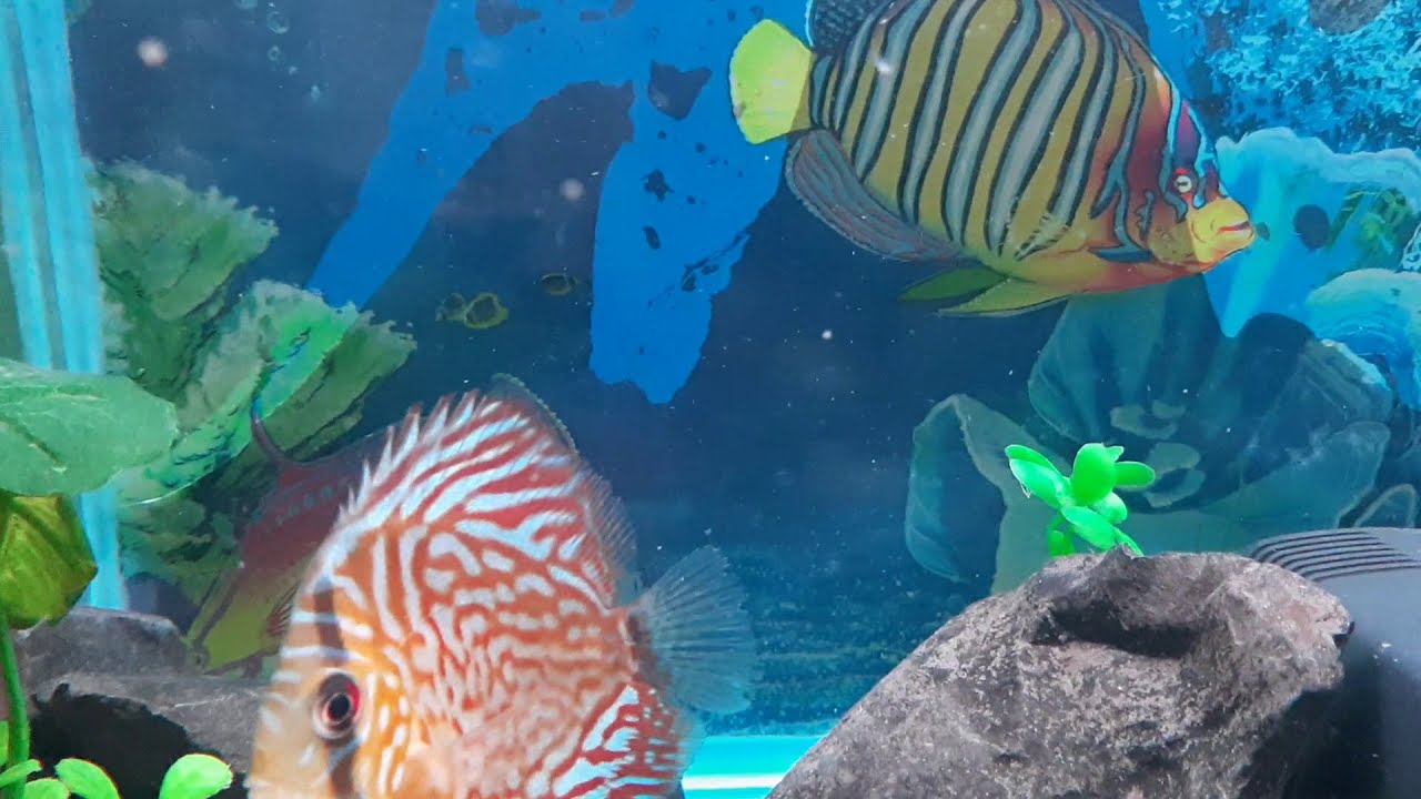 Discuss, black ghost and clown loach tank - YouTube