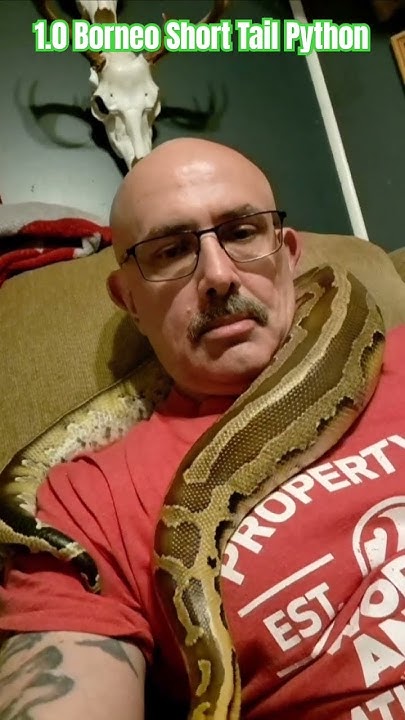 1.0 Borneo Short Tail Python - YouTube