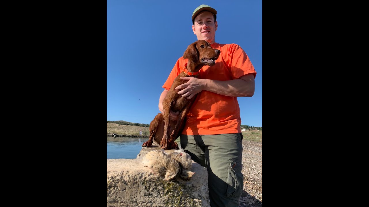 KΥΝΗΓΙ ΟΡΤΥΚΙΟΥ ΜΕ ΙΡΛΑΝΔΙΚΑ ΣΕΤΤΕΡ!!! IRISH SETTER HUNTING!! IRISH ...