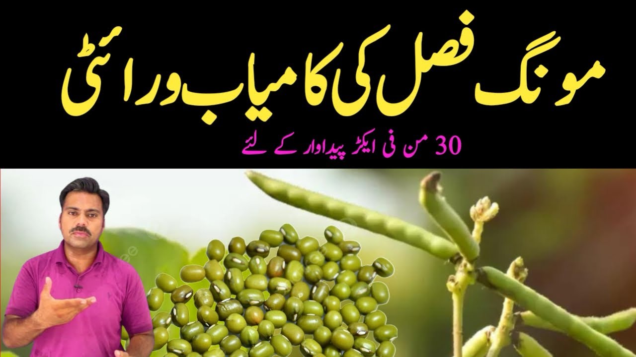 Mong beans high yielding varieties in Pakistan | Abid Ali Agrarian ...