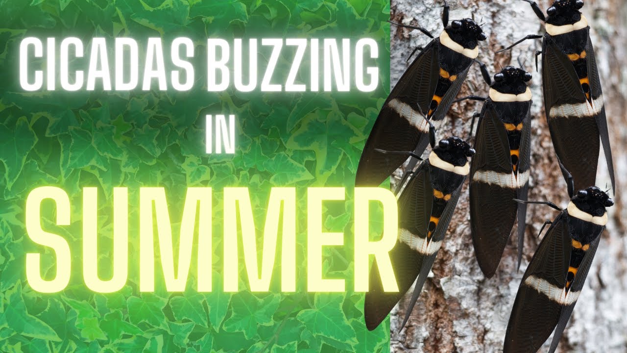 Cicadas Buzzing in Summer - DEEP RELAXATION - YouTube