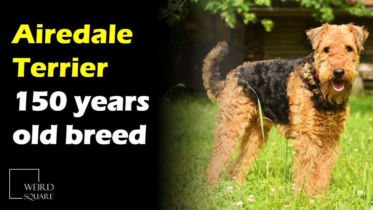 The Airedale Terrier is the largest of all Terrier breeds and was ...