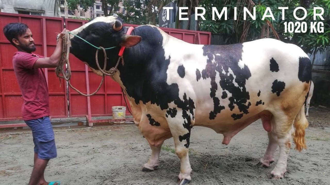 1000KG + Terminator - The Iconic Austral Bull | Saara Agro | The Home ...