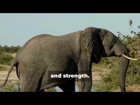 Elephant Wisdom - The Power of Patience and Resilience | Life Lessons ...