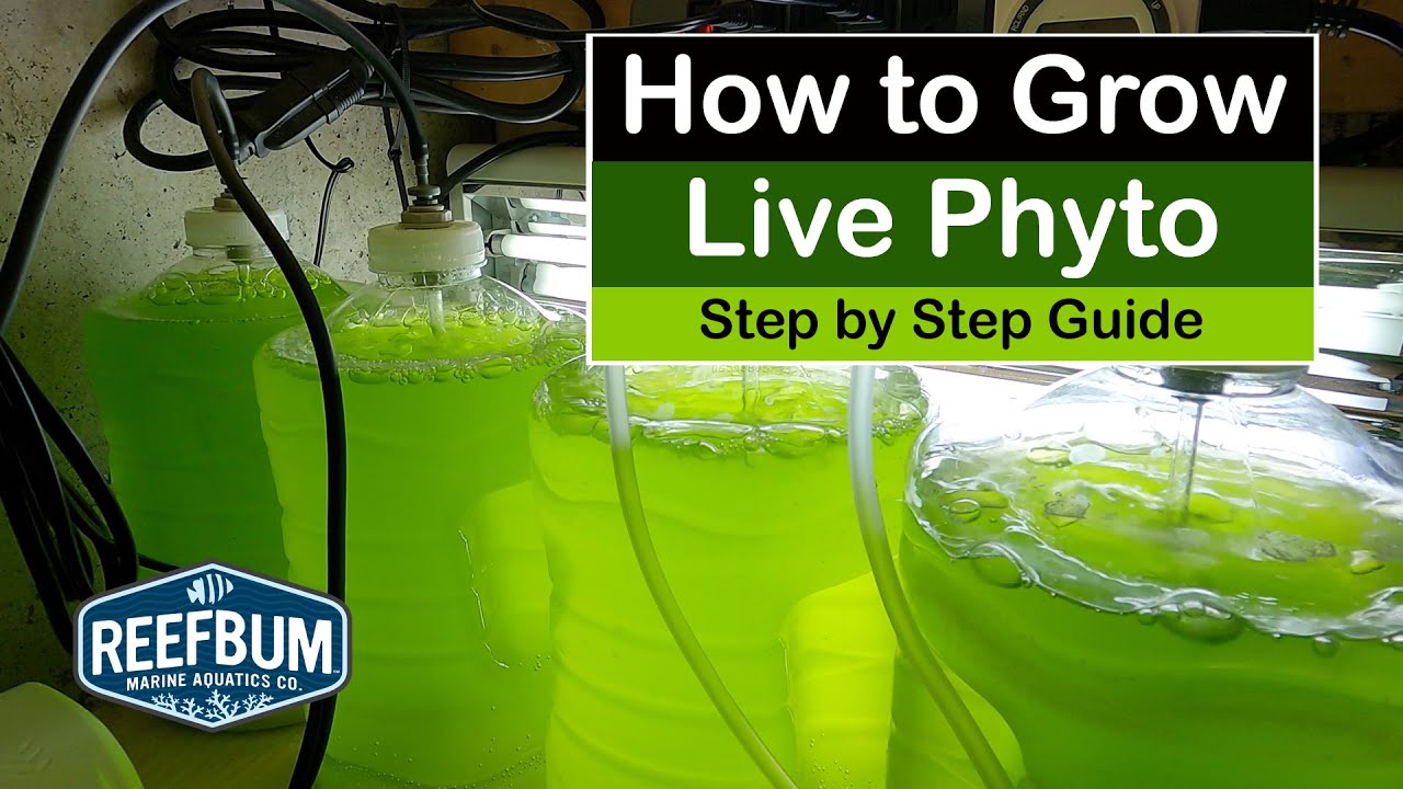How To Grow Live Phyto - Step by Step Guide - YouTube