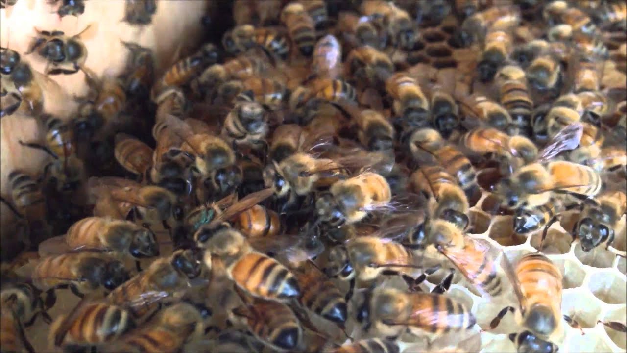 Queen Bee Introduction - YouTube