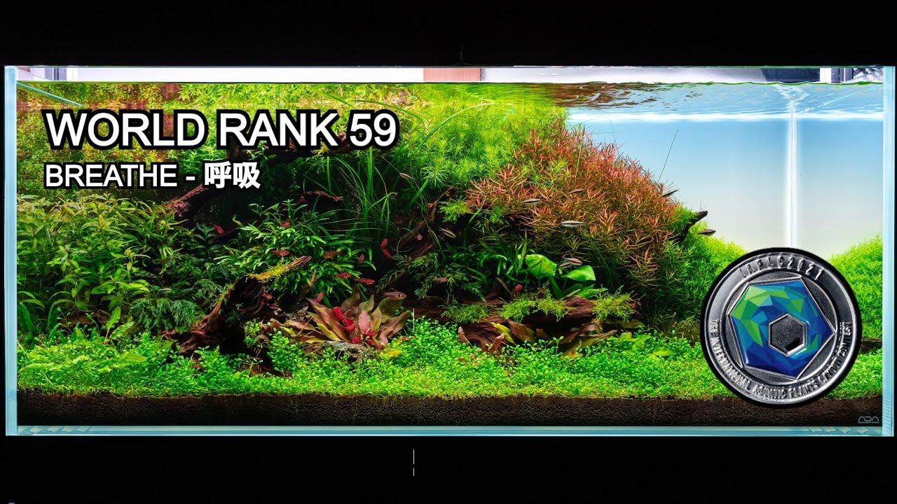 Nature Aquascape Start to Finish - IAPLC 2021 - Rank #59 - YouTube