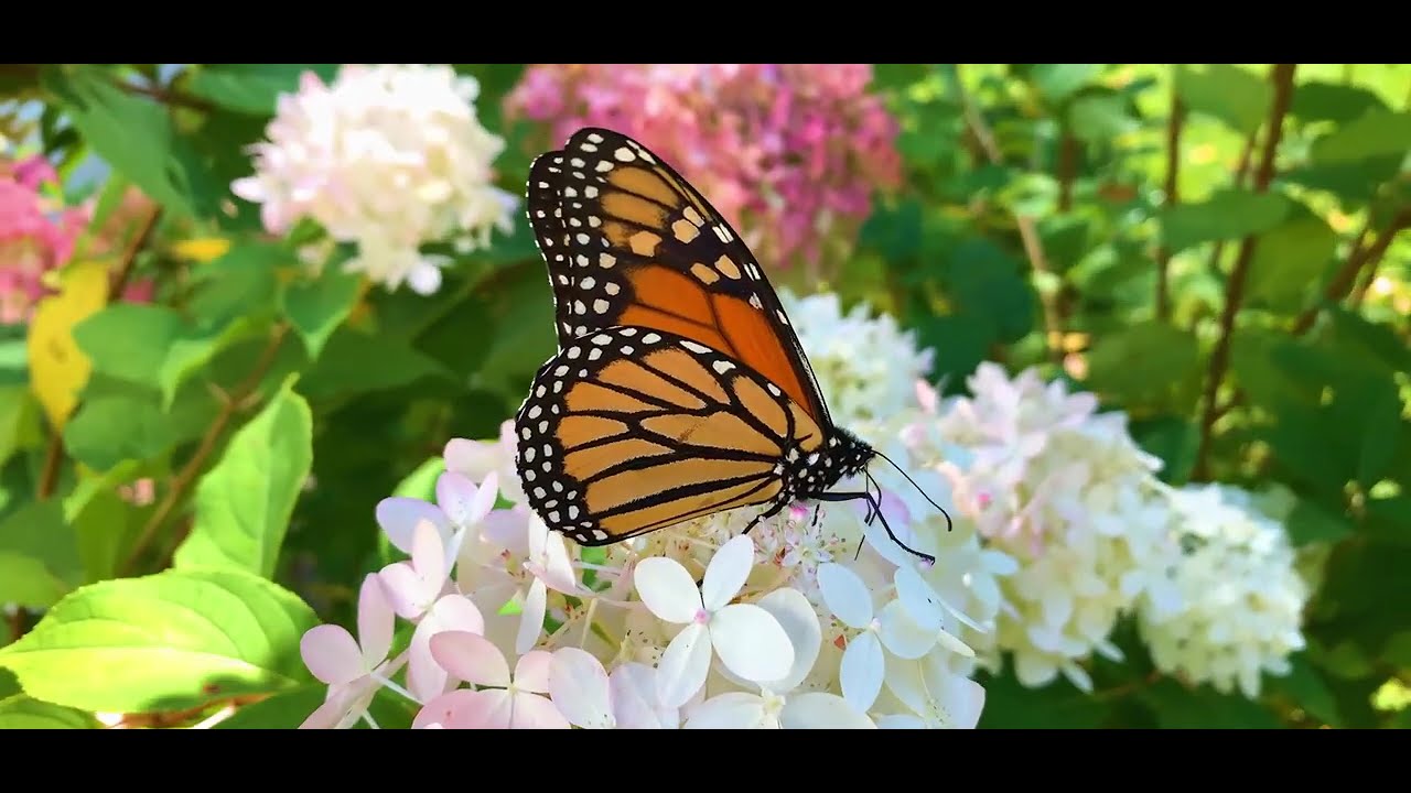 //A dramatic woodland quest//... - YouTube