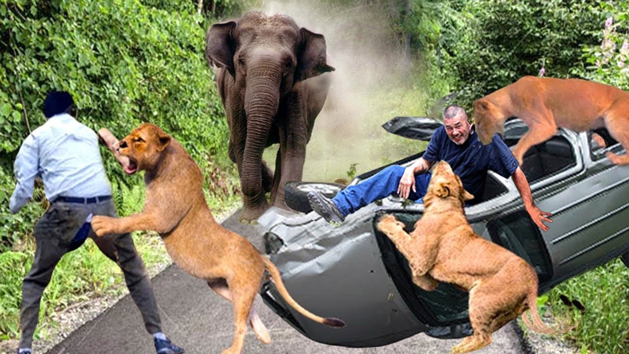 Cruel Chaos! Elephant, Angry Lion Attacks Cars And Tourists Too Brutal ...