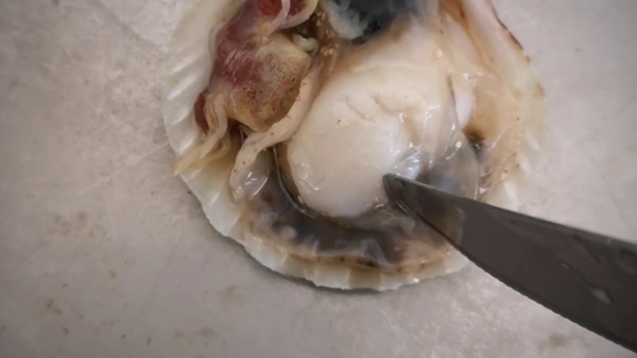 Scallop parasite beware when cooking at home - YouTube