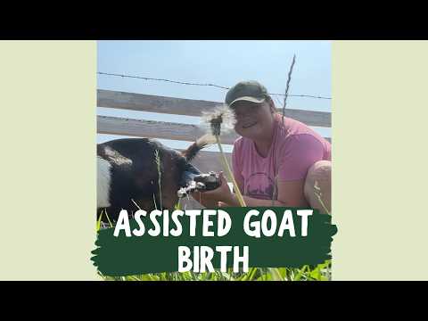 Assisted Goat Birth