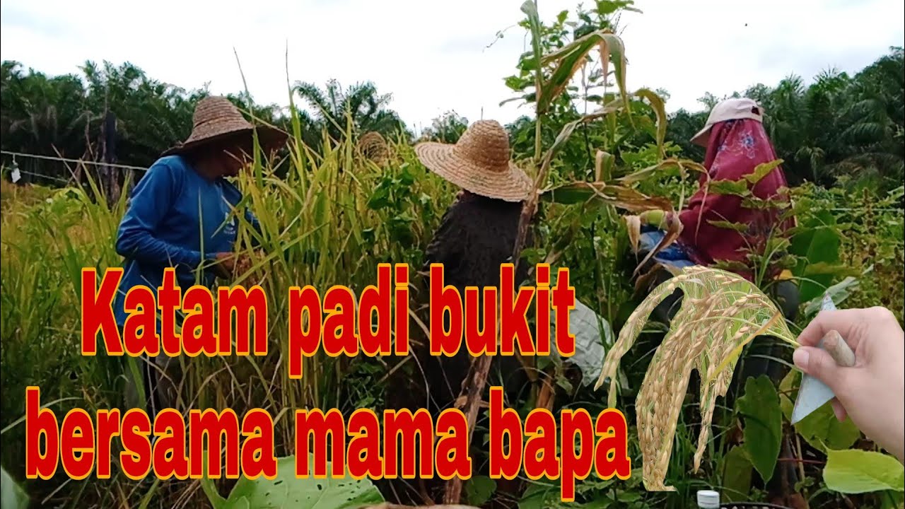 Katam Padi Bukit Bersama Mama Bapa | Katam Padi Bukit Cara Sungai ...