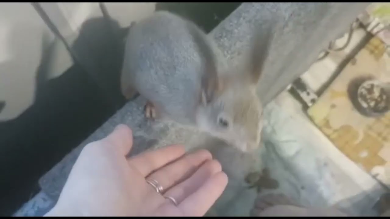 Белка инвалид / squirrel with disability - YouTube