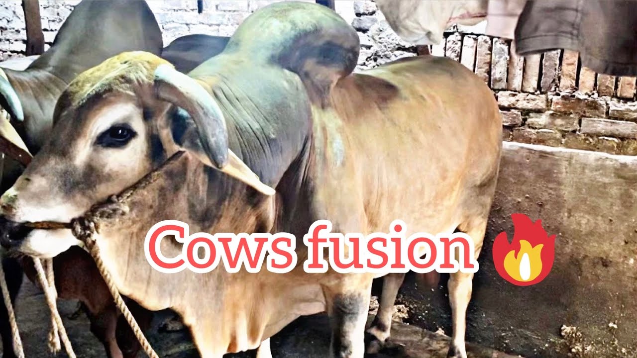 Biggest neck bull🔥from cows fusion || Dankuni cow || cow’s of kolkata ...