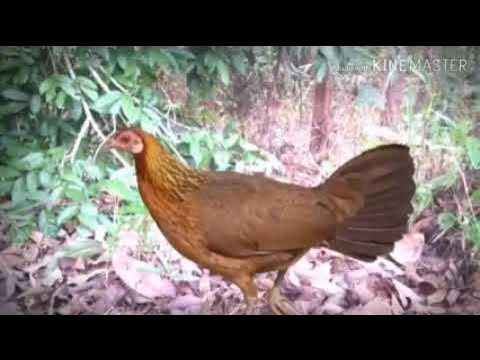 suab poj qaib seev zoo heev - YouTube