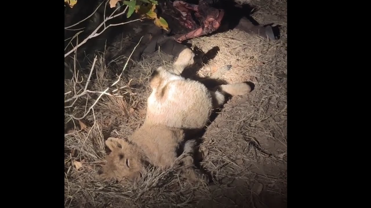 Tiny Ximhungwe Lion Pride Cub ate too much | look his tiny tummy | 20 ...