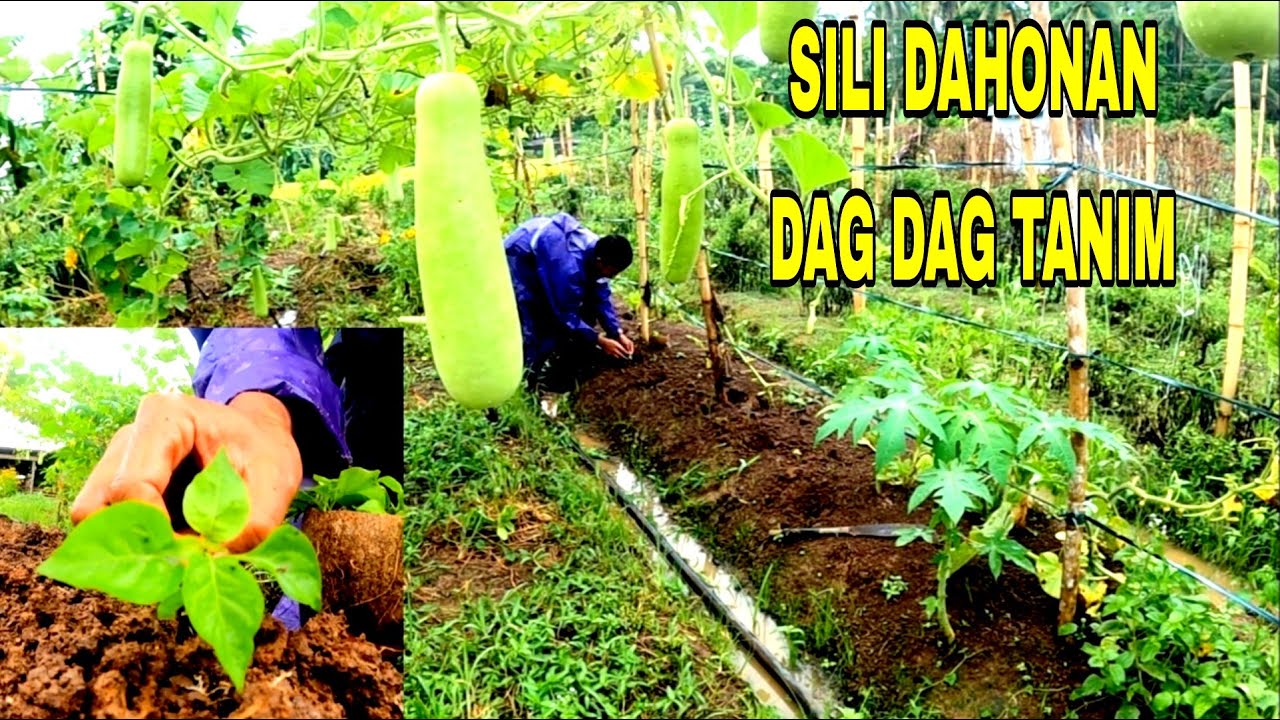 SILI DAHONAN DAG DAG TANIM KAY KAINGIN - YouTube