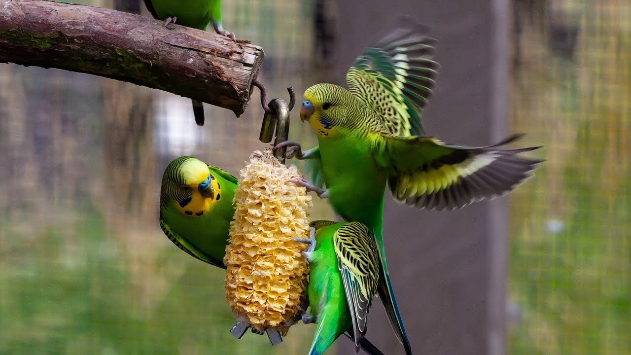 parrot circus tricks Complete video🤠🦜 🤠 - YouTube