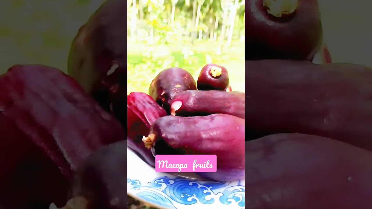 Macopa Fruit