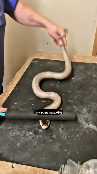 What does Snake Venom tastes like? #science #facts #snake - YouTube