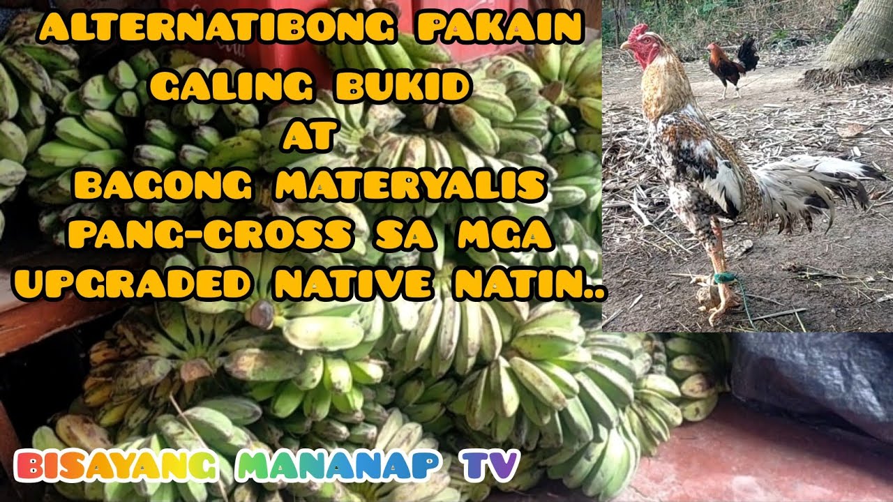 Alternatibong pagkain galing bukid at bagong manok pang cross sa ating ...