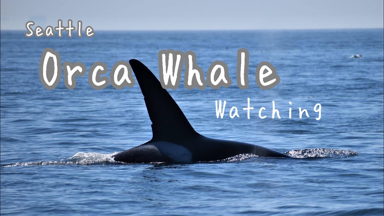 Orca whale watching in Seattle - YouTube