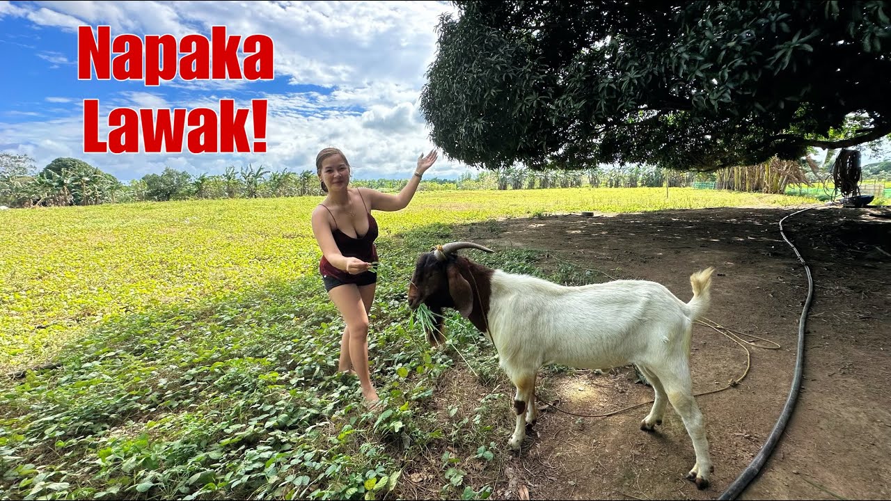 6 hectares Bagong Farm ko sa Cavite! Tara ipasyal ko kayo - YouTube