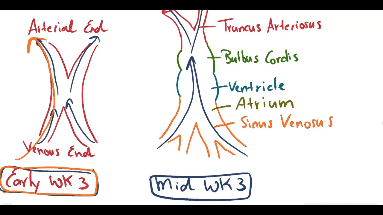 Embryology heart High Yield Part 1 - YouTube