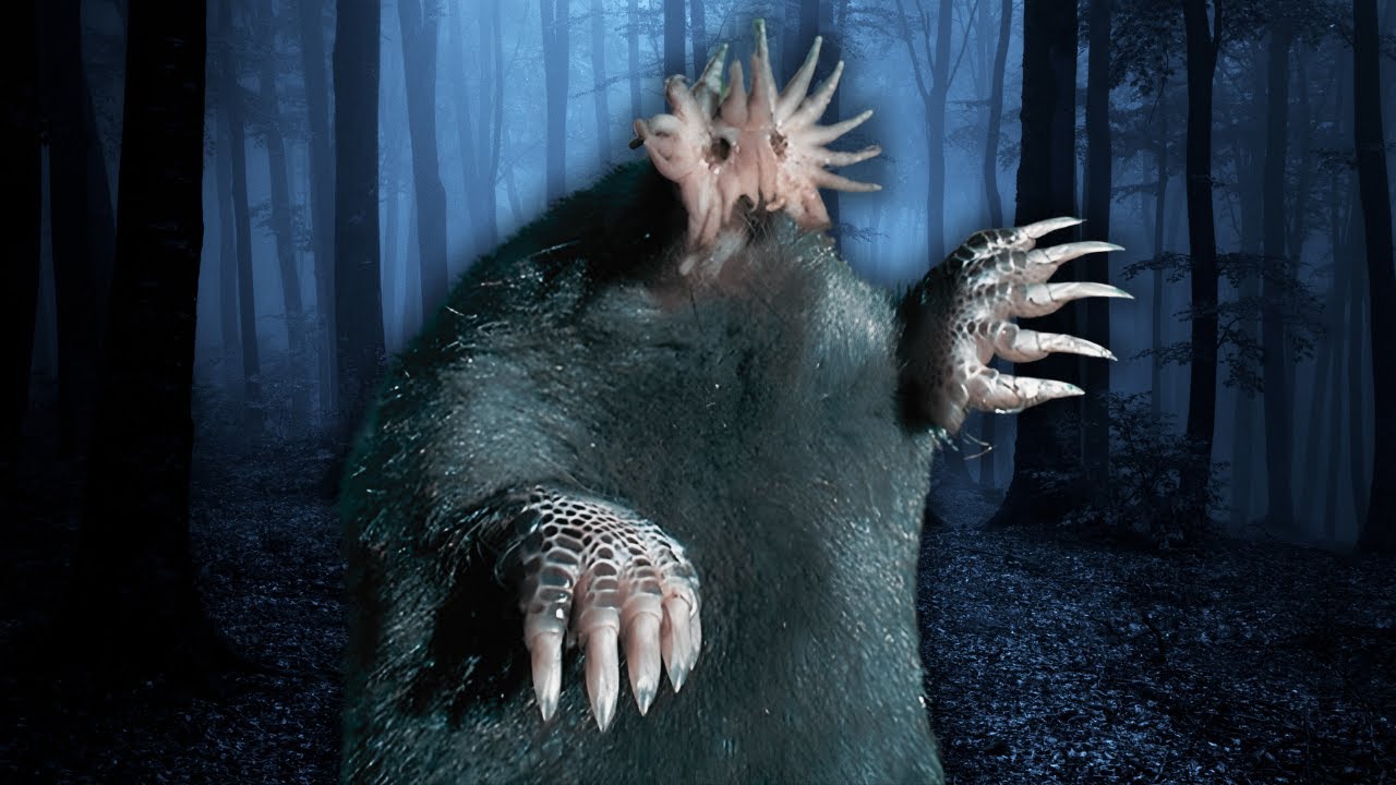 MONSTROS da NATUREZA: Os ANIMAIS Mais HORRIPILANTES do MUNDO| sexta ...