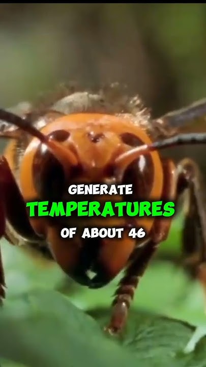 Asian monster Hornet | The Murder Hornet - YouTube