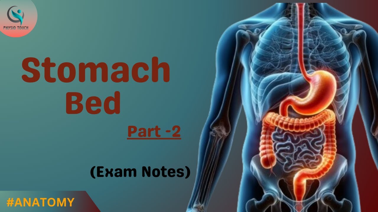 Stomach bed anatomy | Blood supply of stomach | arteriol supply of ...