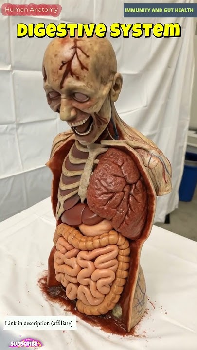 Human Digestive System Animation | Human Anatomy | Immunity and Gut ...