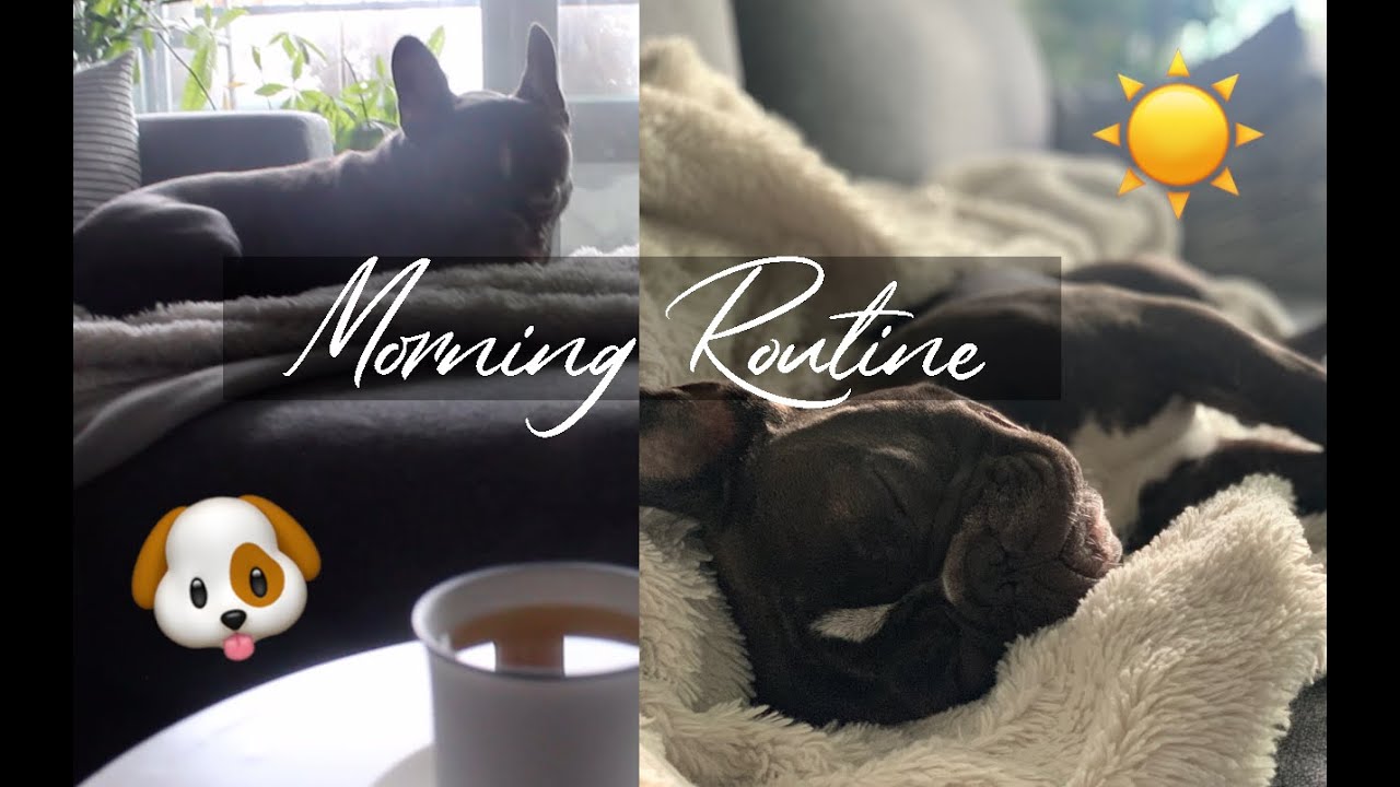 My Dogs Morning Routine! | FRENCHIE ☀️ ♡ - YouTube