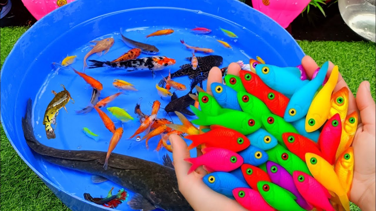 Unboxing strange fish in a small pond, baby turtles, big eel, neon fish ...