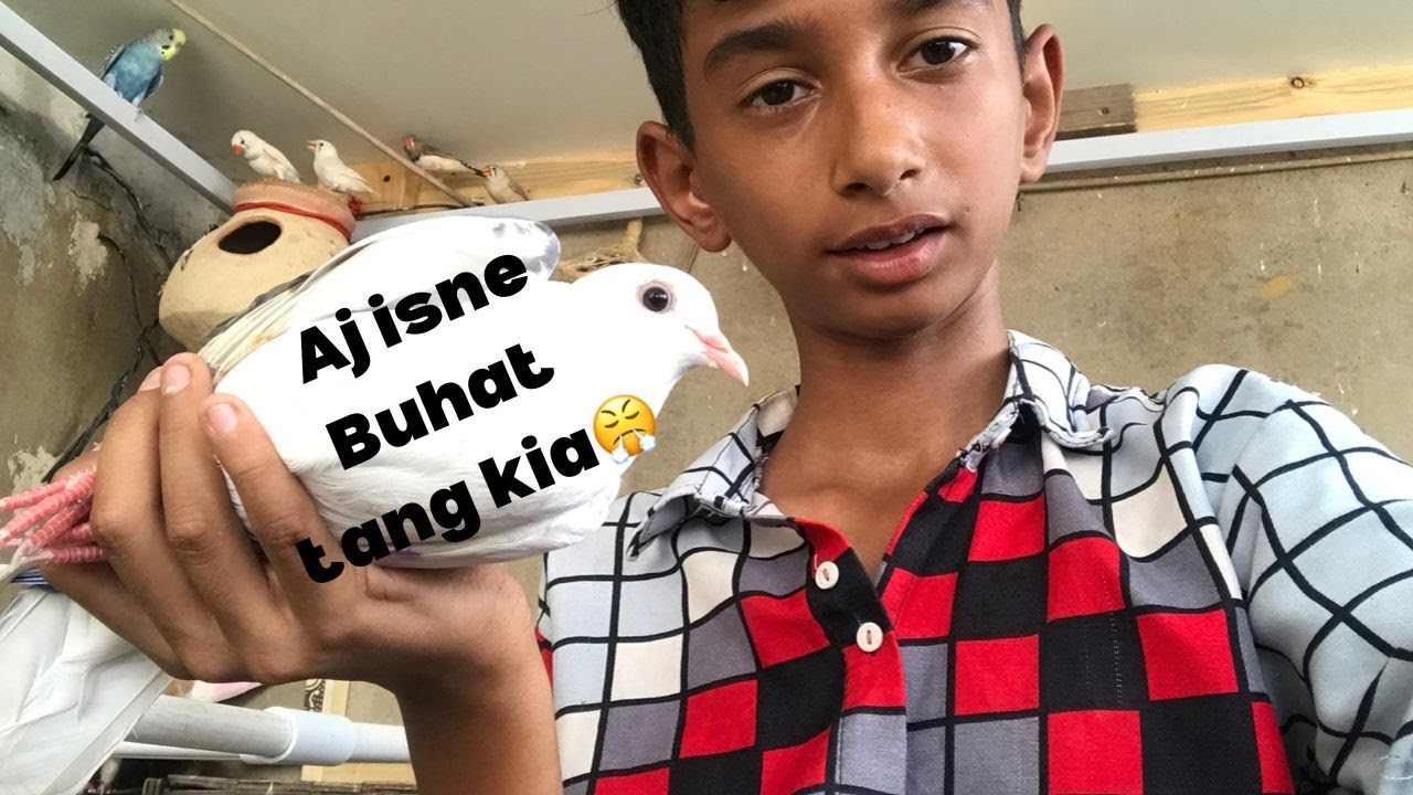 Aj isne buhat tang kia aur good news bhi mil gyin🤩 | M.Mustafa Birds ...