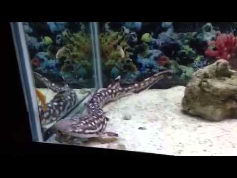My Blue Spot Stingray ,coral shark ,Bamboo Shark , ect ,, - YouTube