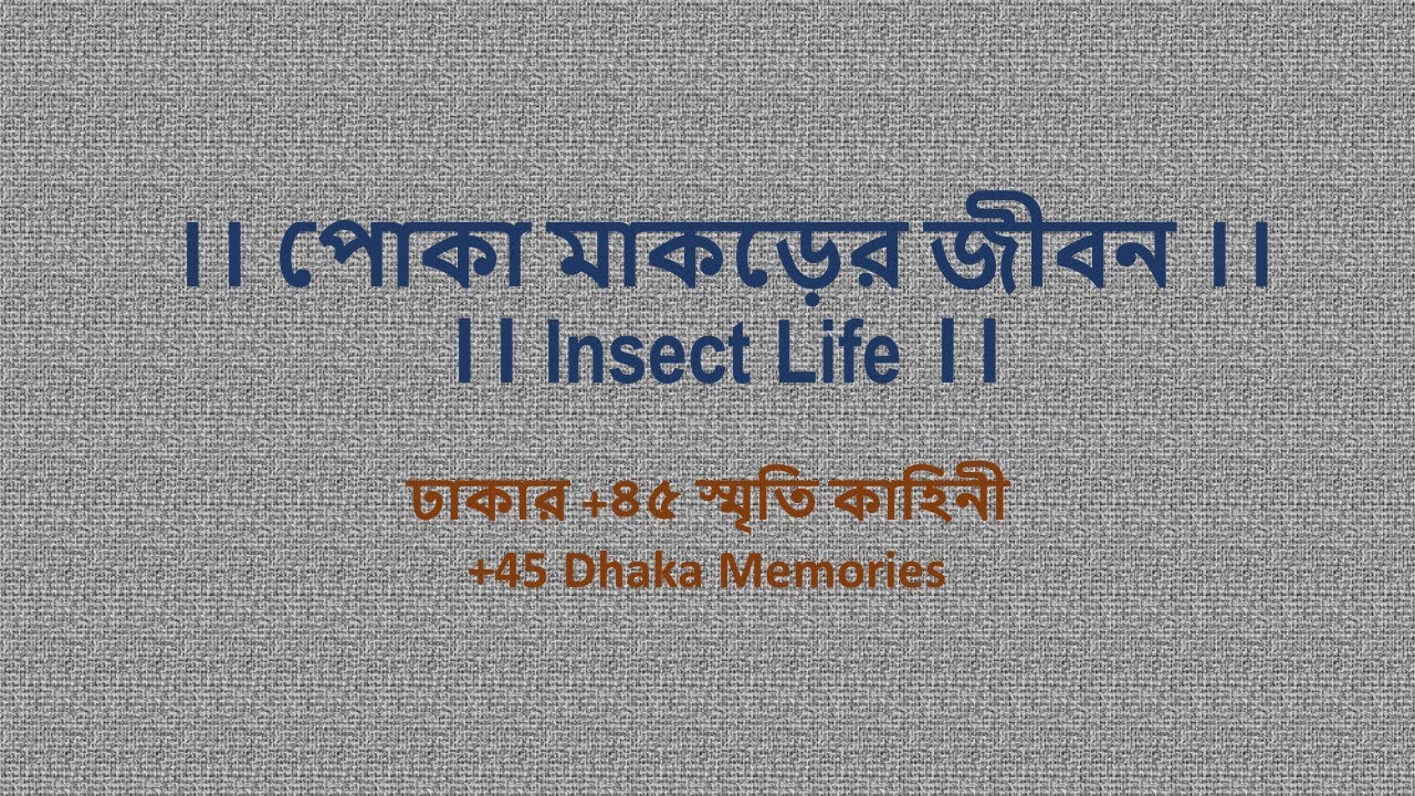 Insect Life ।। পোকা মাকড়ের জীবন ।। December, 2024 - YouTube