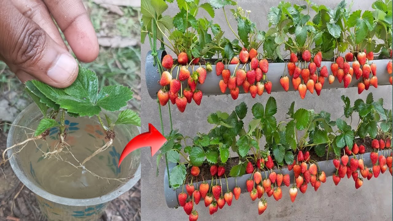 Simple method propagate strawberry leave with water, how to grow - YouTube