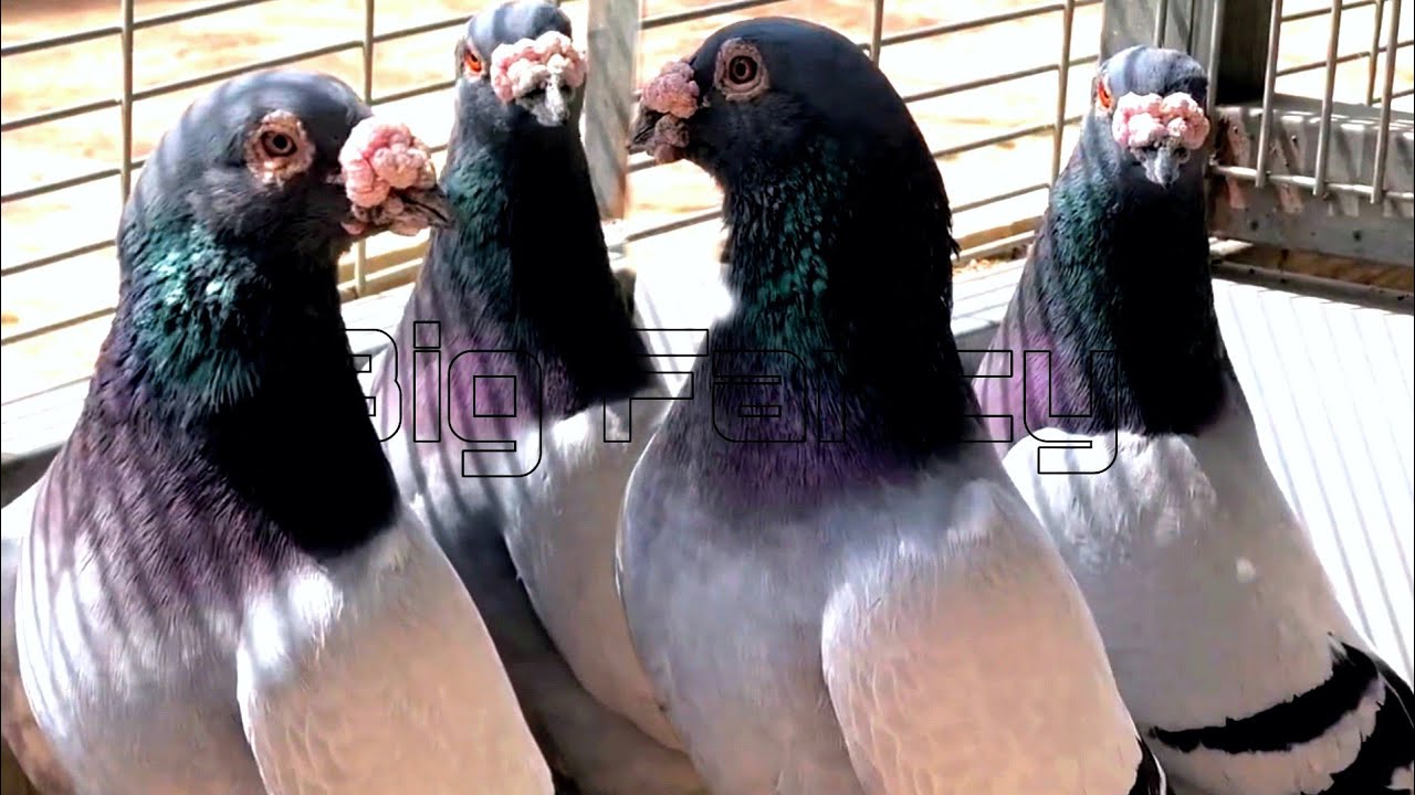 Best Racing Pigeons Breeding Loft Full Video 🕊️🕊️🕊️ | Amazing pigeons ...