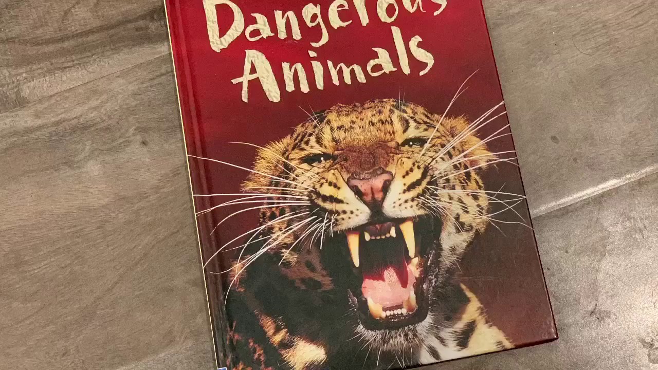 Dangerous Animals - Usborne Books & More - YouTube