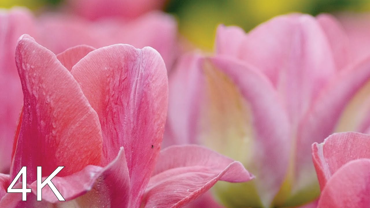 Spring in 4K - Wonderful flowers and relax music - YouTube