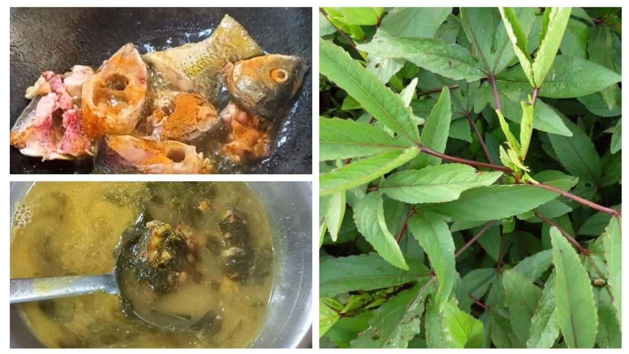 rosella leaves with fish 🍃🐟 /rosella leaves/ #cooking #traditionalfood ...